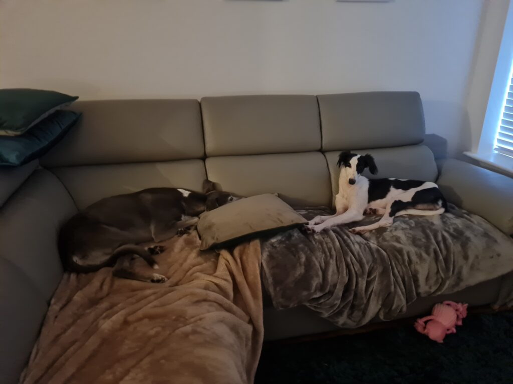 Manchester & Cheshire Dogs Home