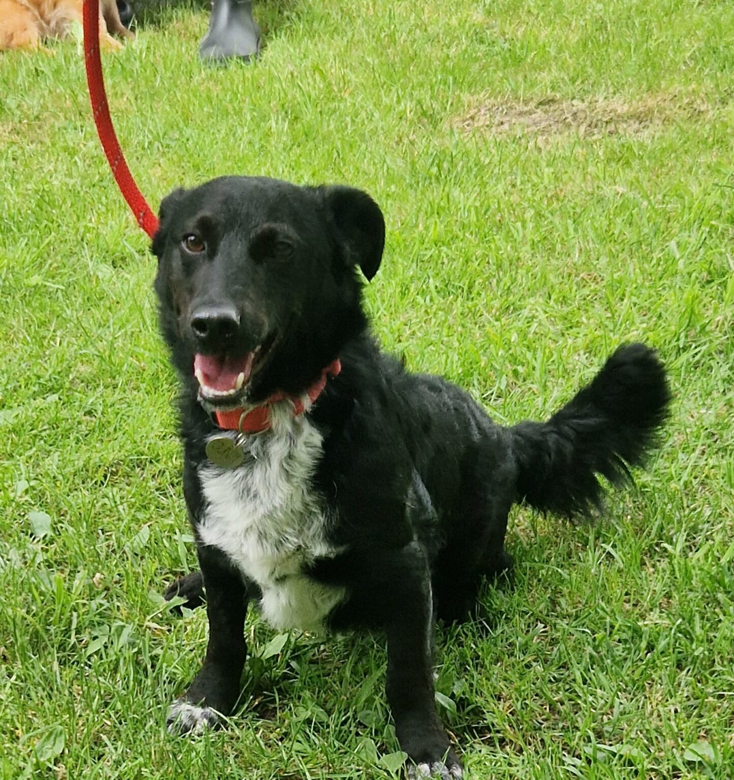 Dogs for Adoption - Page 2 of 58 - Manchester & Cheshire Dogs Home