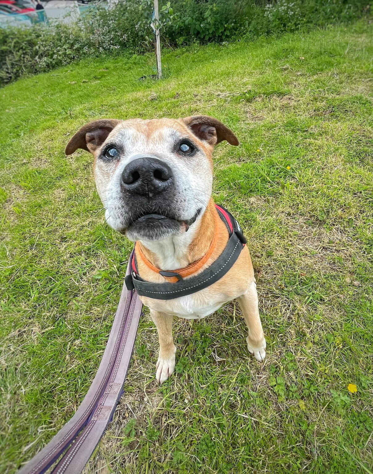 Dogs for Adoption - Page 2 of 65 - Manchester & Cheshire Dogs Home