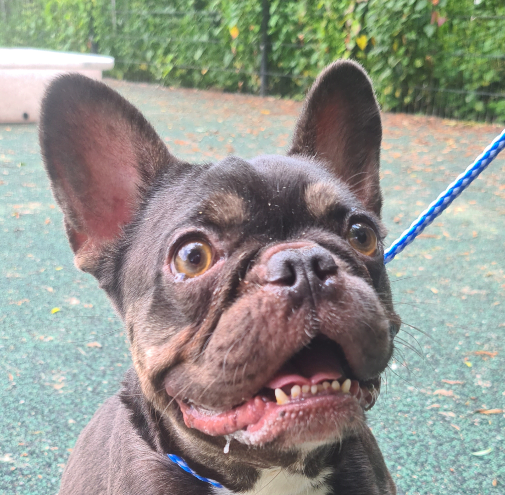 Molly - Manchester & Cheshire Dogs Home