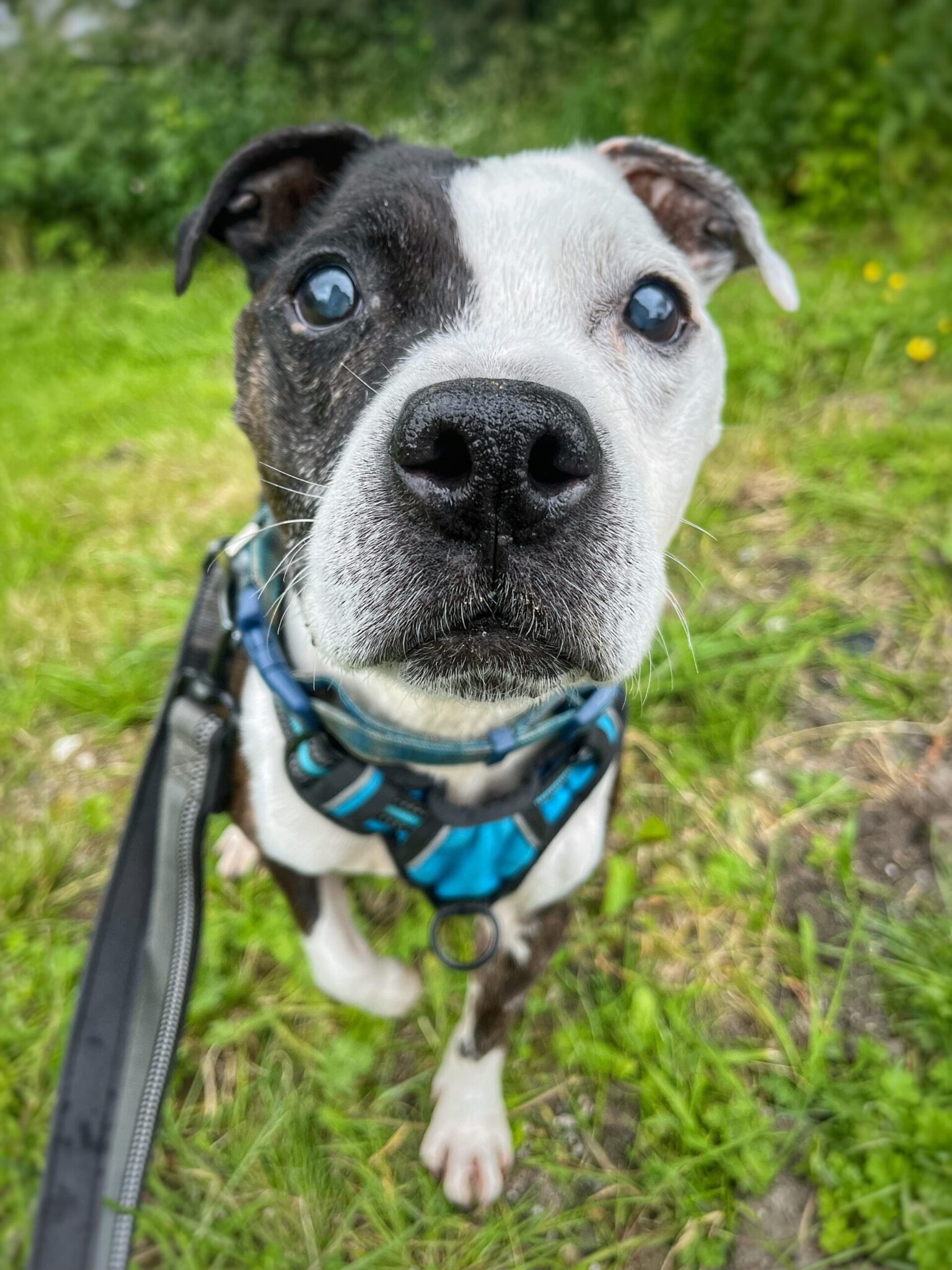 Online Form - Adoption - Manchester & Cheshire Dogs Home