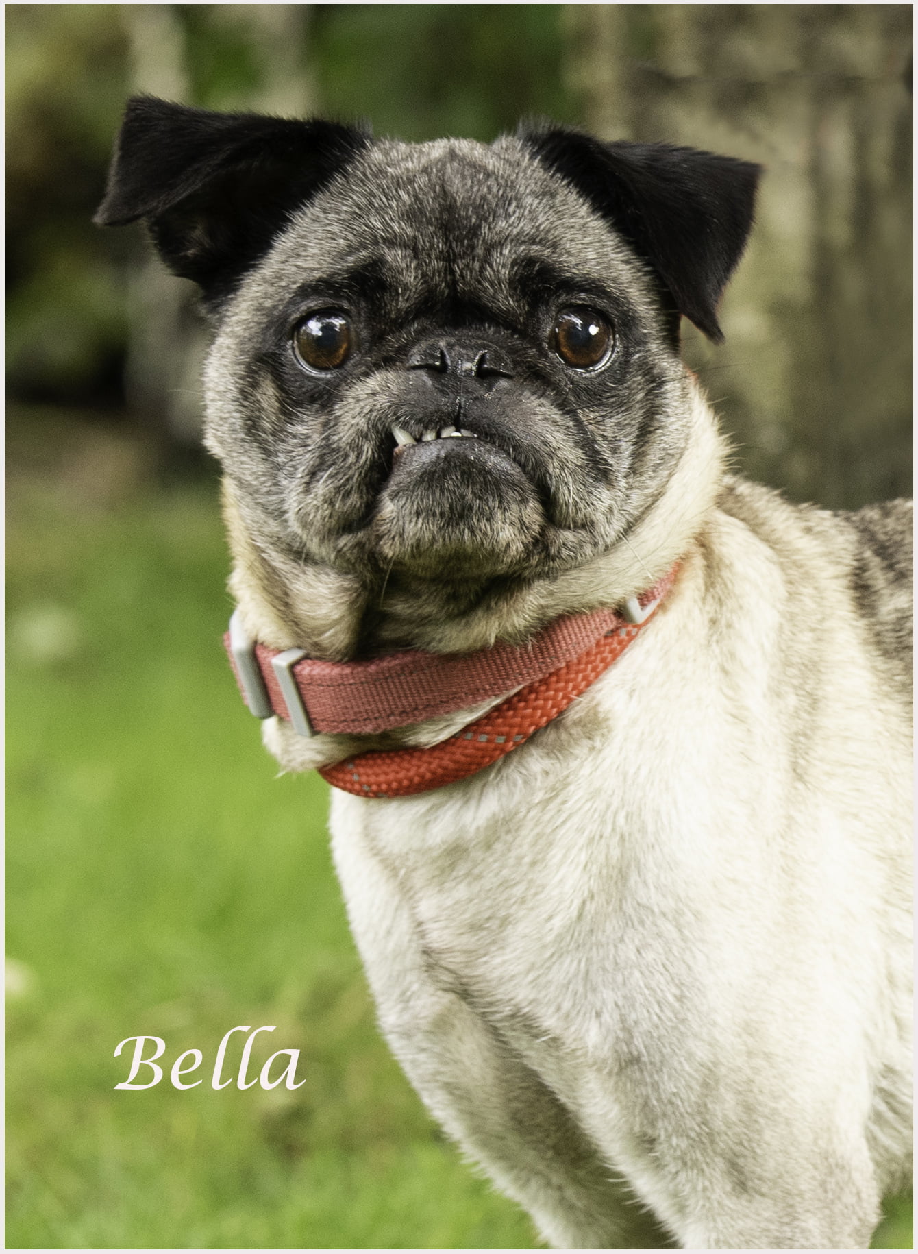 Bella - Manchester & Cheshire Dogs Home