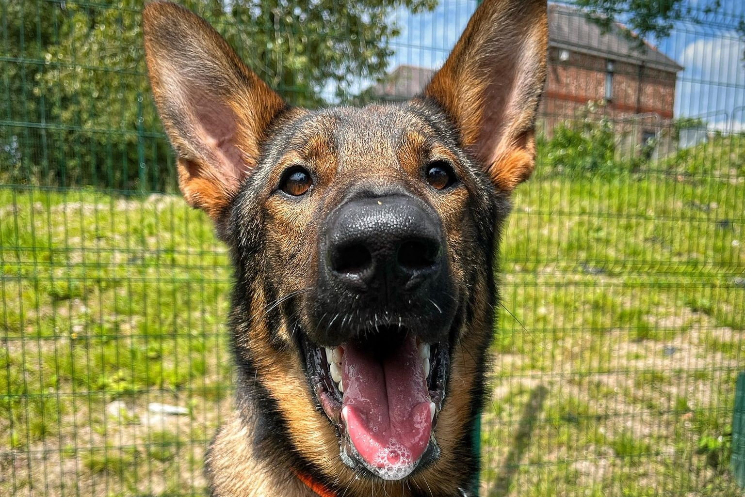 Phil - Manchester & Cheshire Dogs Home