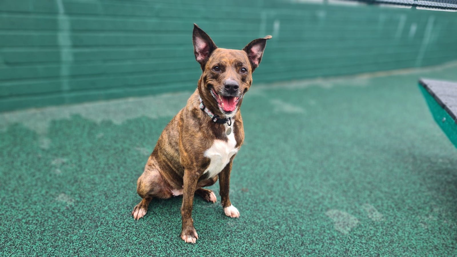 Fia - Manchester & Cheshire Dogs Home