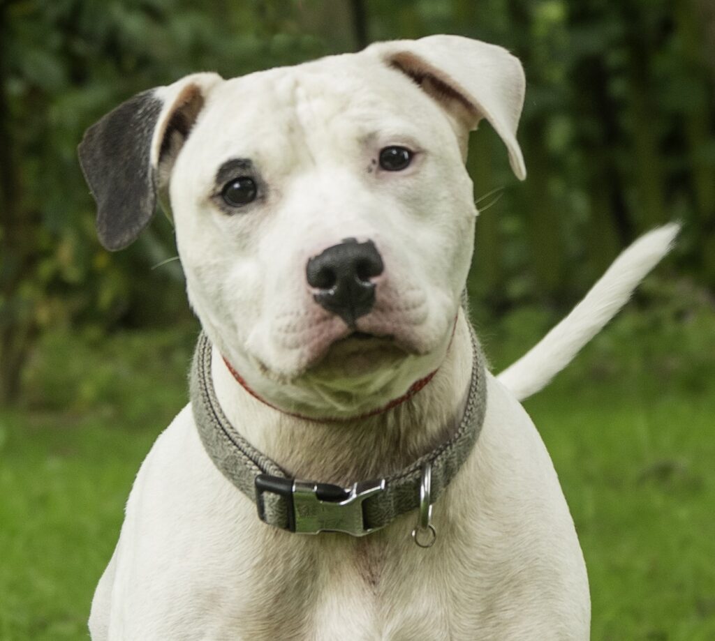 Adopt a Dog from Manchester - Manchester & Cheshire Dogs Home