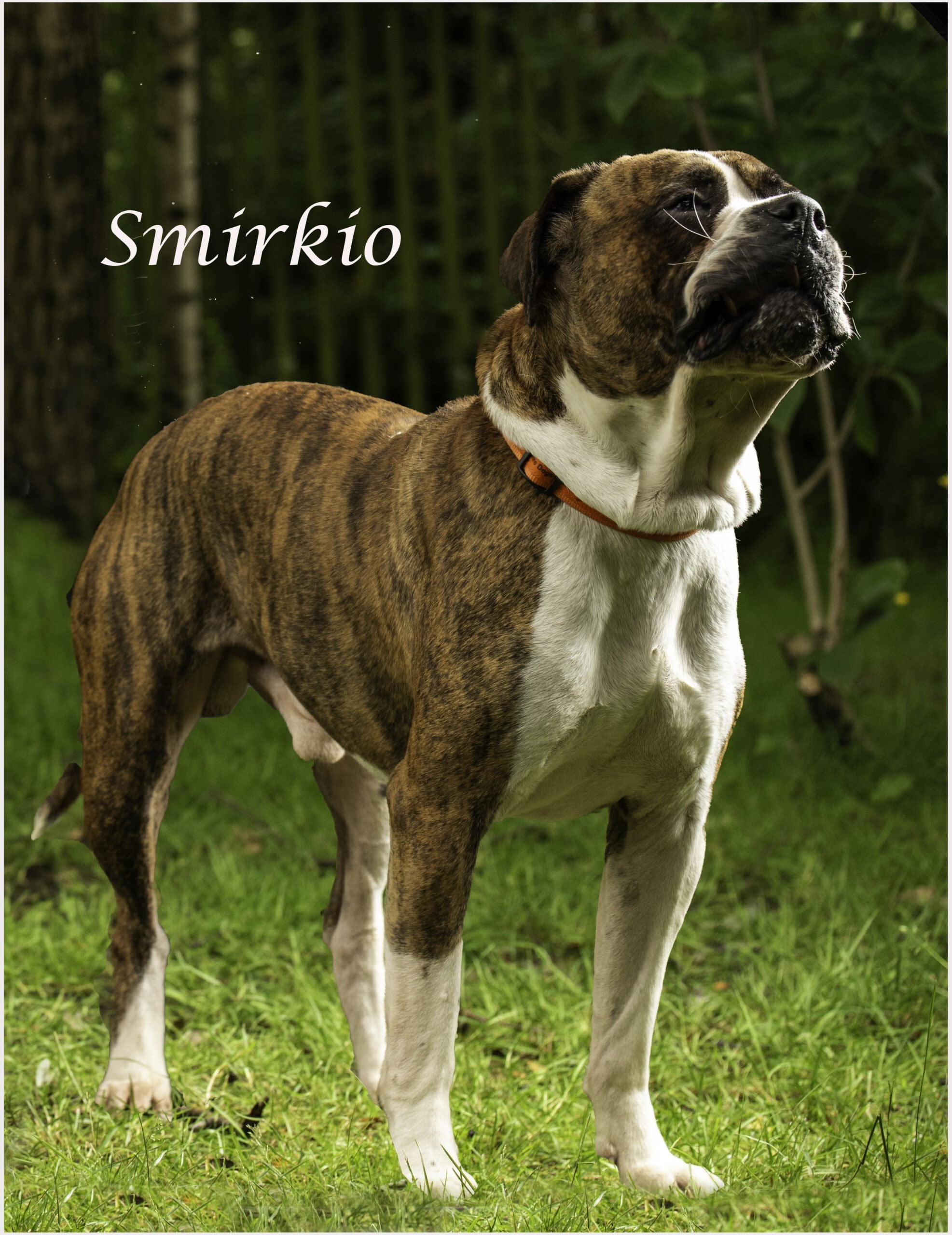 Smurkio - Manchester & Cheshire Dogs Home