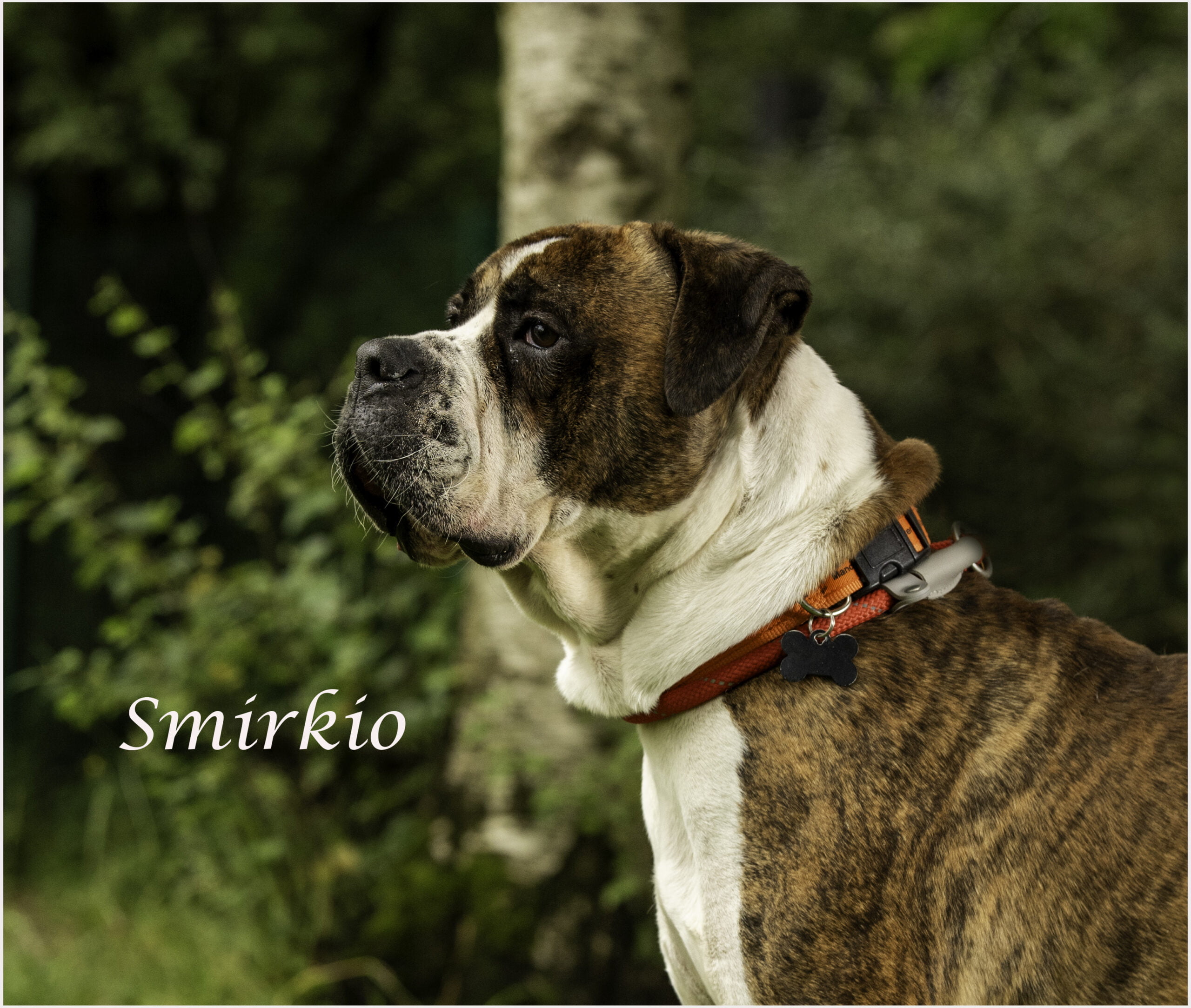 Smurkio - Manchester & Cheshire Dogs Home