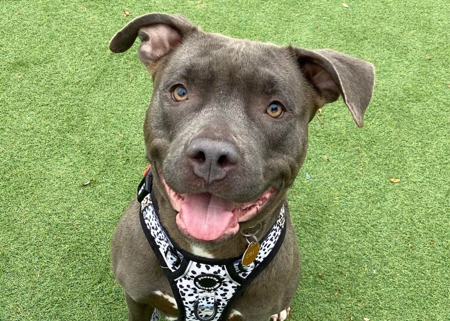 Dogs for Adoption - Manchester & Cheshire Dogs Home