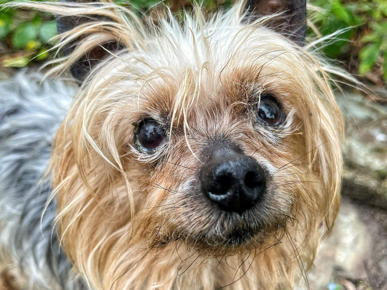 Eric - Manchester & Cheshire Dogs Home