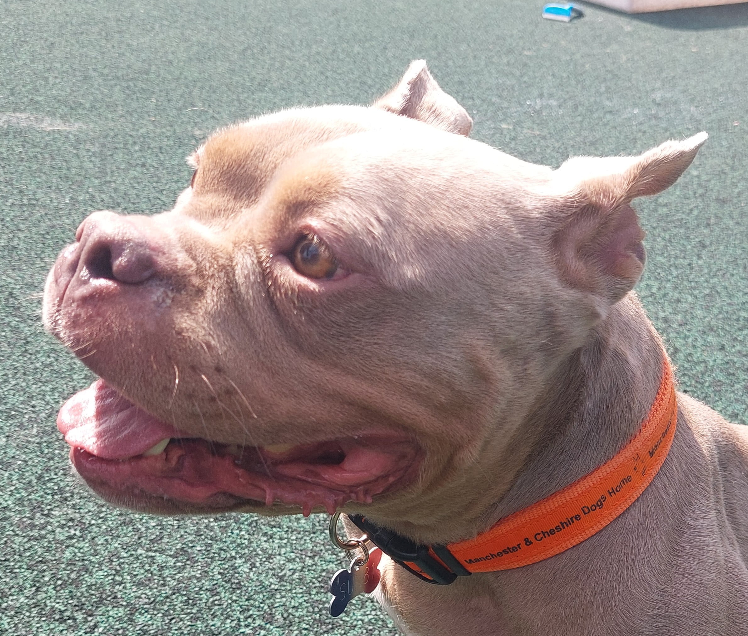 Petunia - Manchester & Cheshire Dogs Home