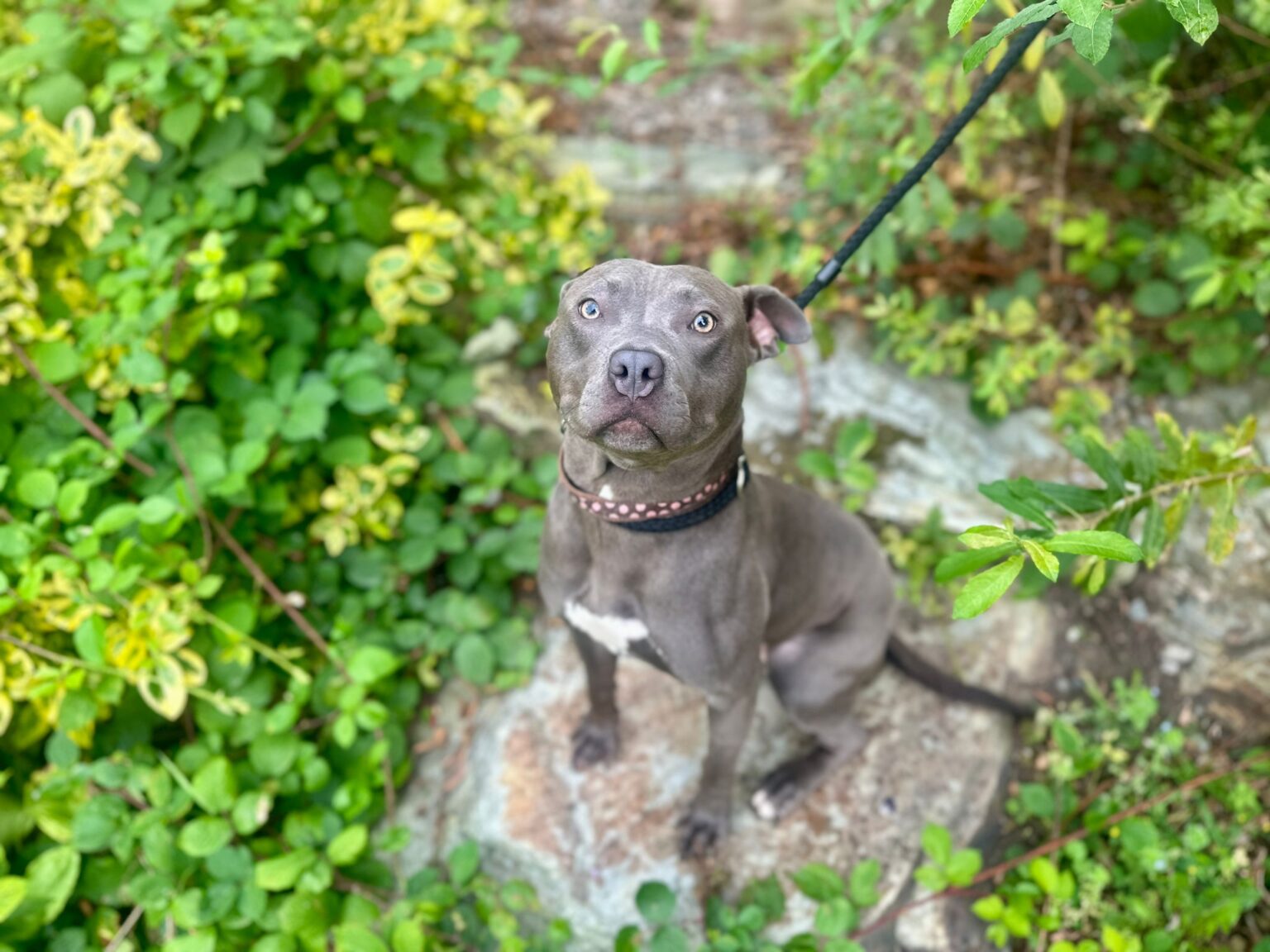 Dogs for Adoption - Manchester & Cheshire Dogs Home