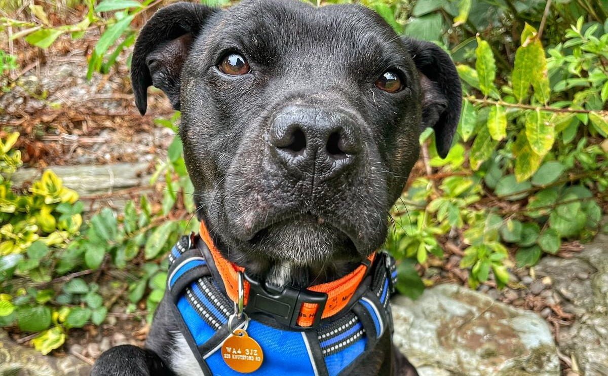 Spike - Manchester & Cheshire Dogs Home