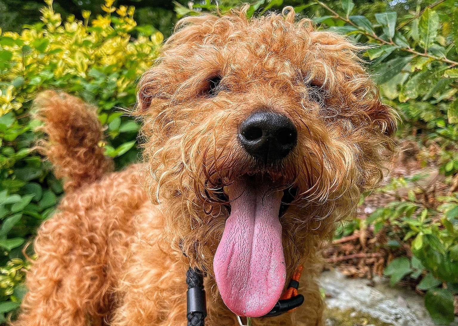 Timmy - Manchester & Cheshire Dogs Home