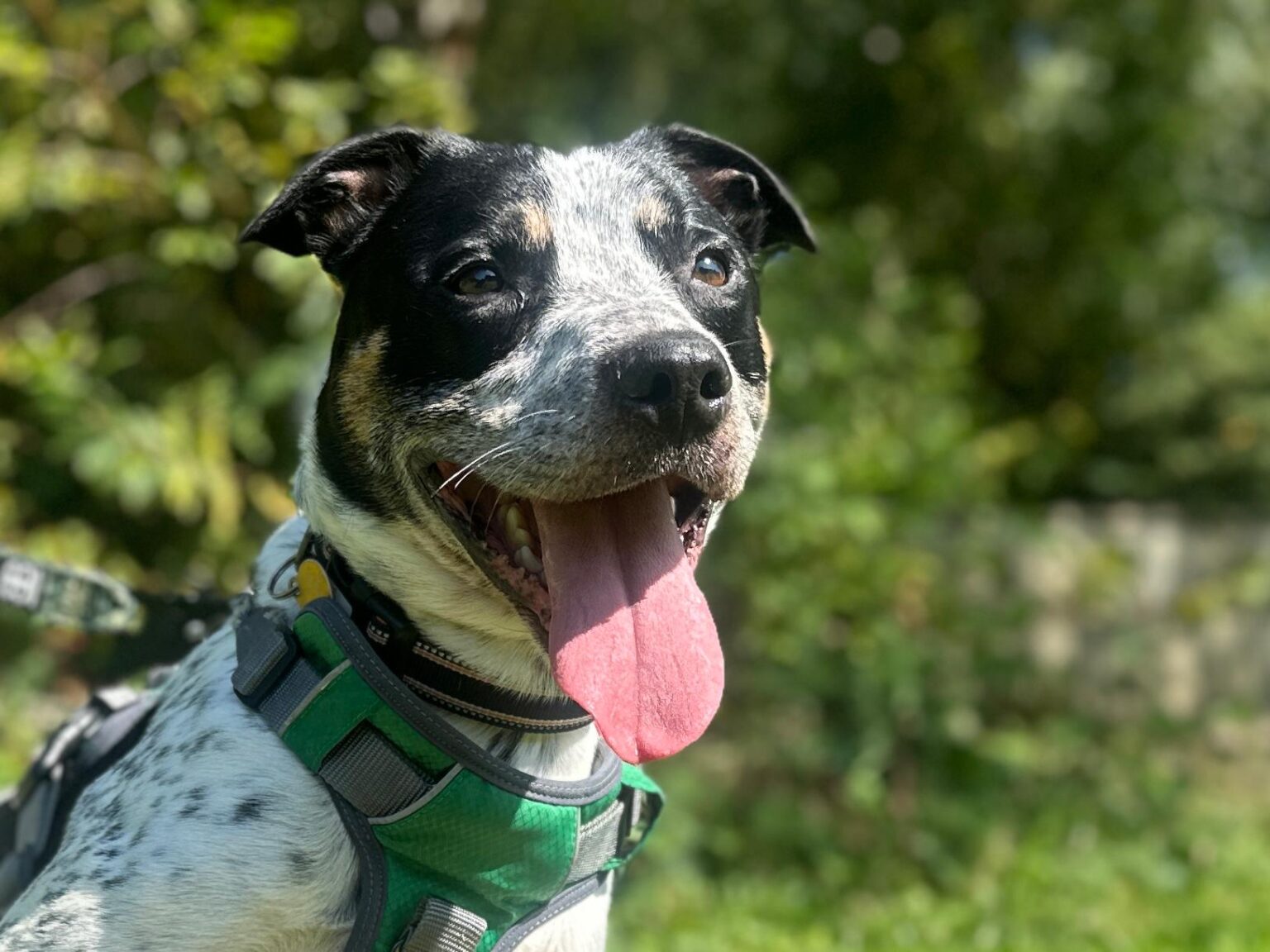 Support Us - Manchester & Cheshire Dogs Home