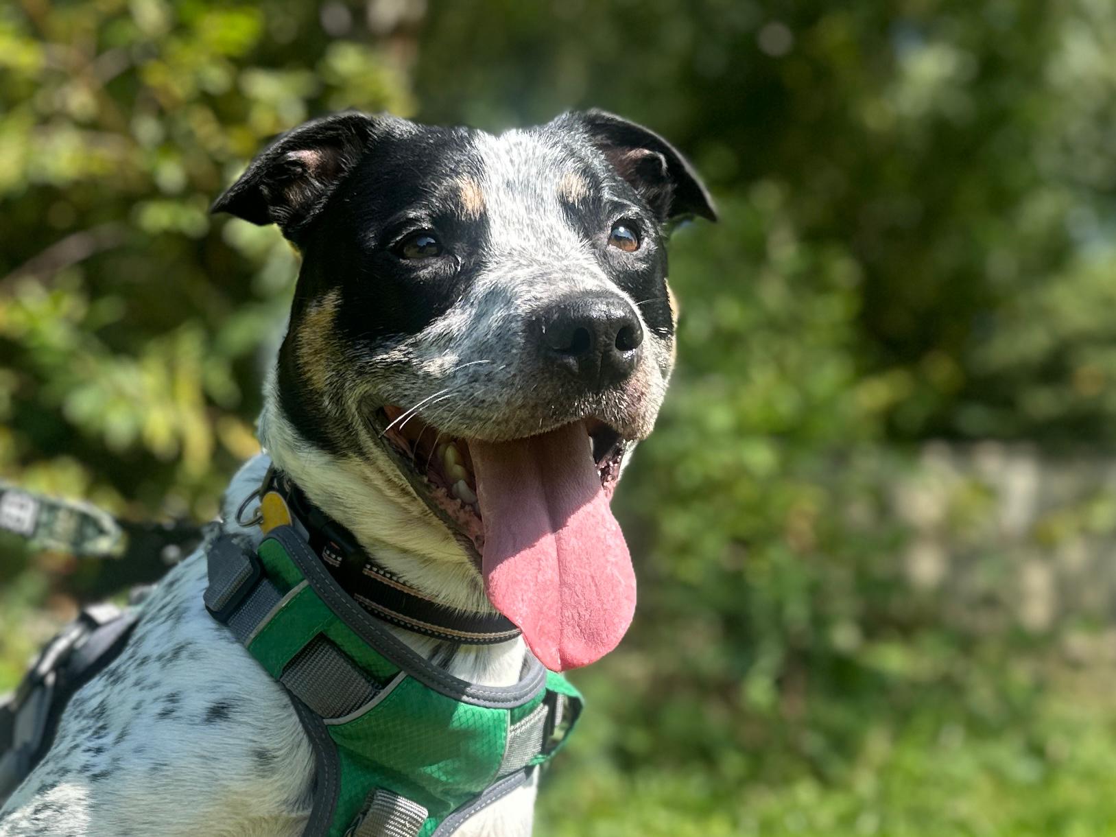 Dogs for Adoption - Manchester & Cheshire Dogs Home