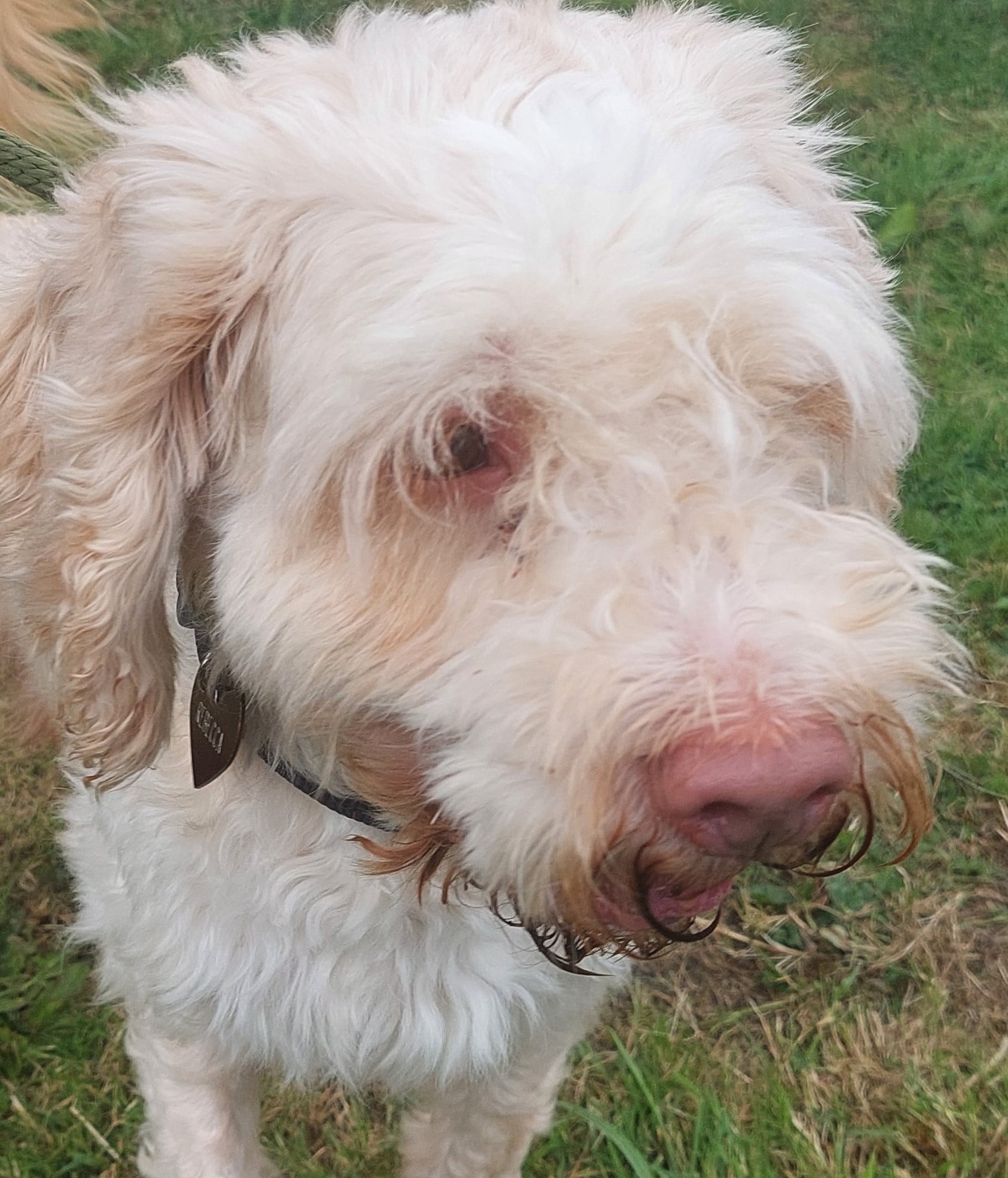 Boris - Manchester & Cheshire Dogs Home