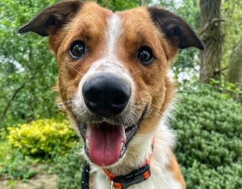 Marley - Manchester & Cheshire Dogs Home