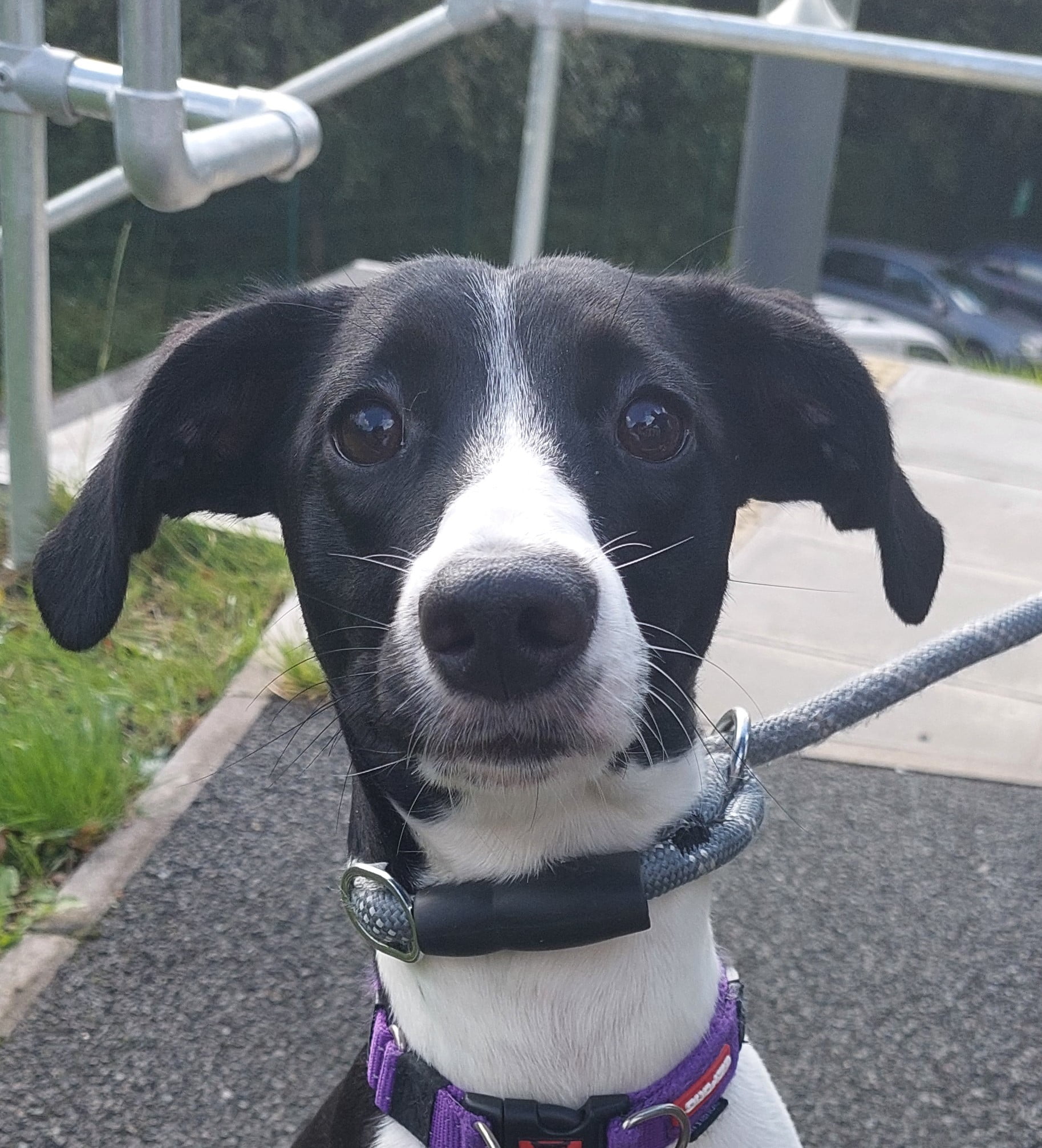 Daisy - Manchester & Cheshire Dogs Home