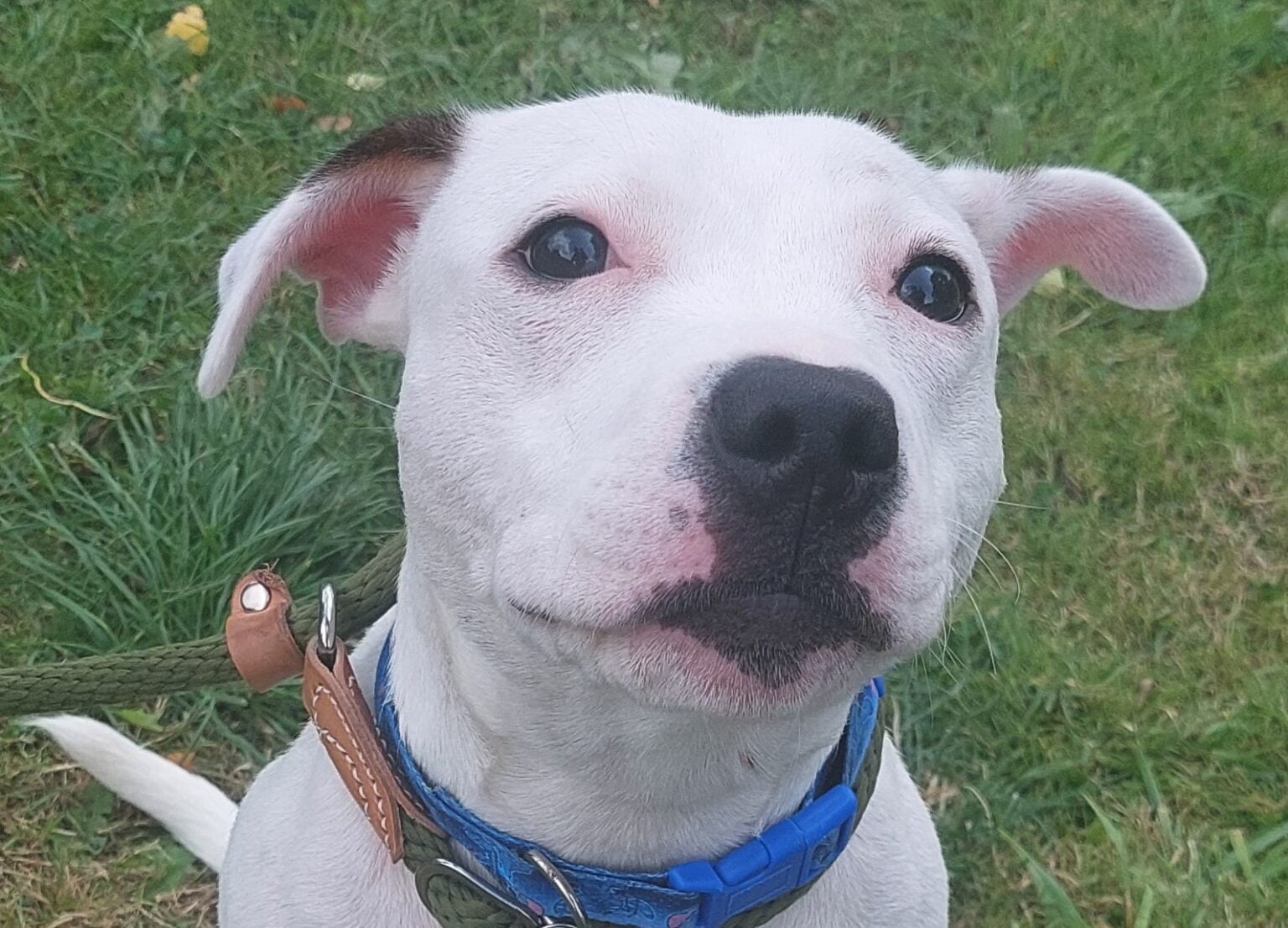 Adopt a Dog from Manchester - Manchester & Cheshire Dogs Home