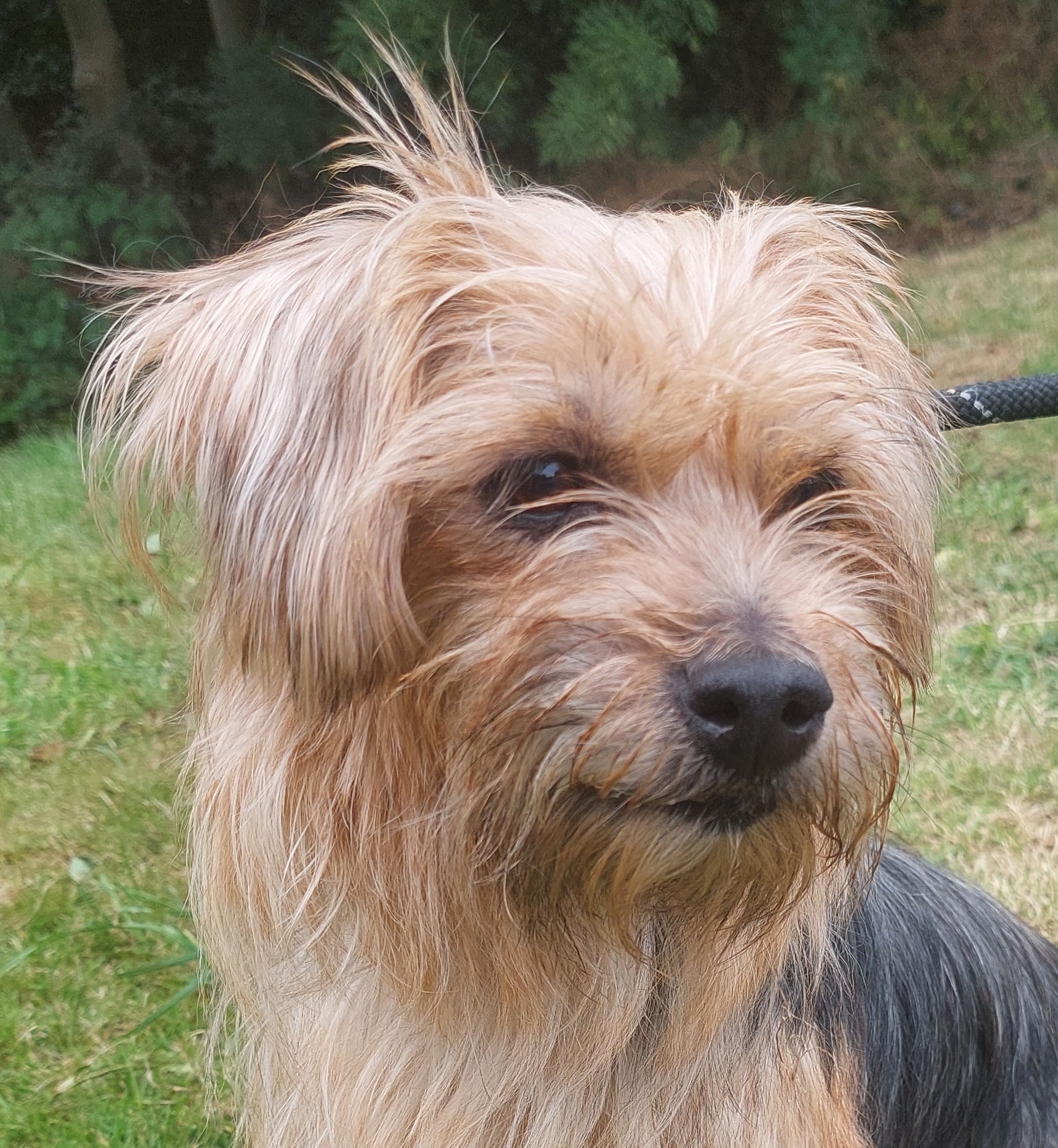 Marley - Manchester & Cheshire Dogs Home