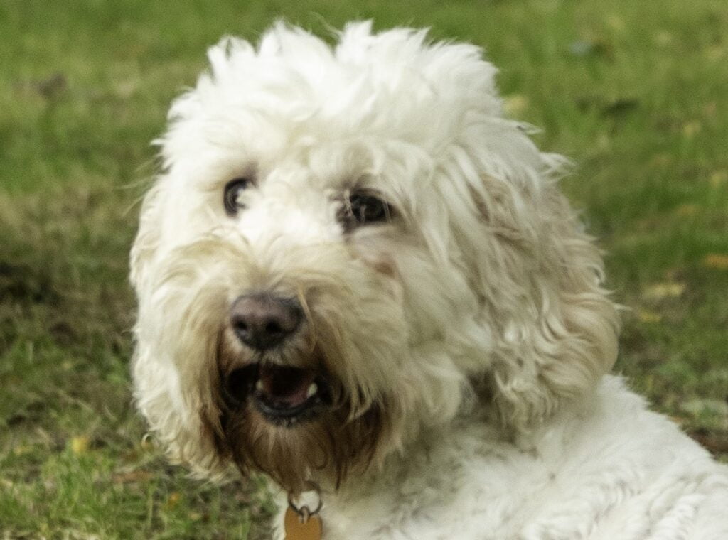 Online Form - Adoption - Manchester & Cheshire Dogs Home