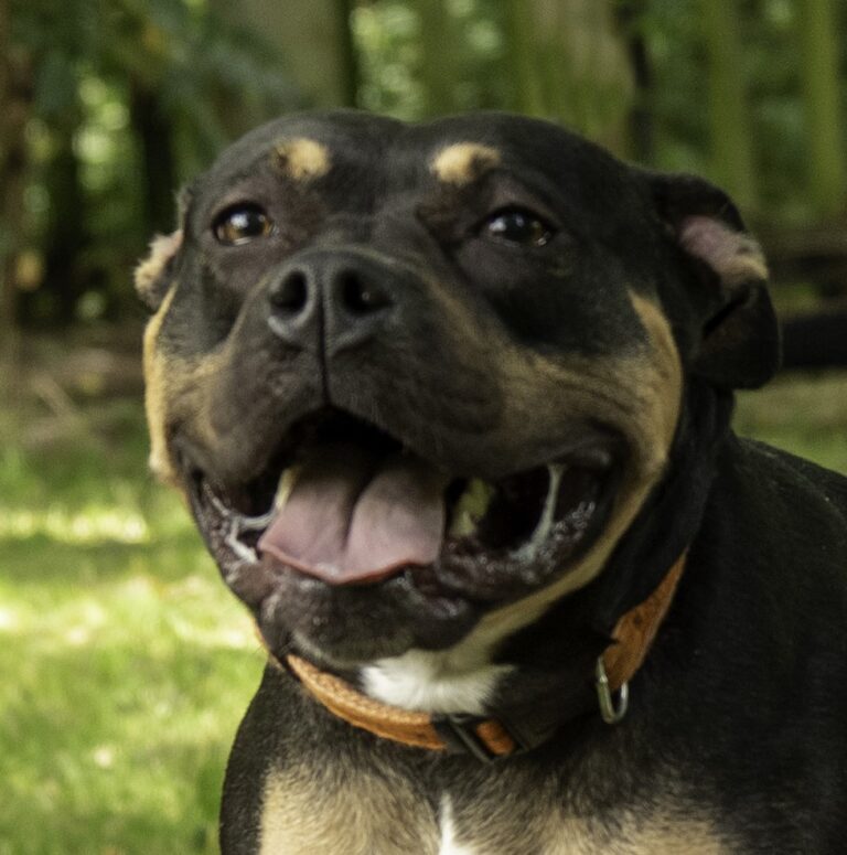 Online Form - Adoption - Manchester & Cheshire Dogs Home