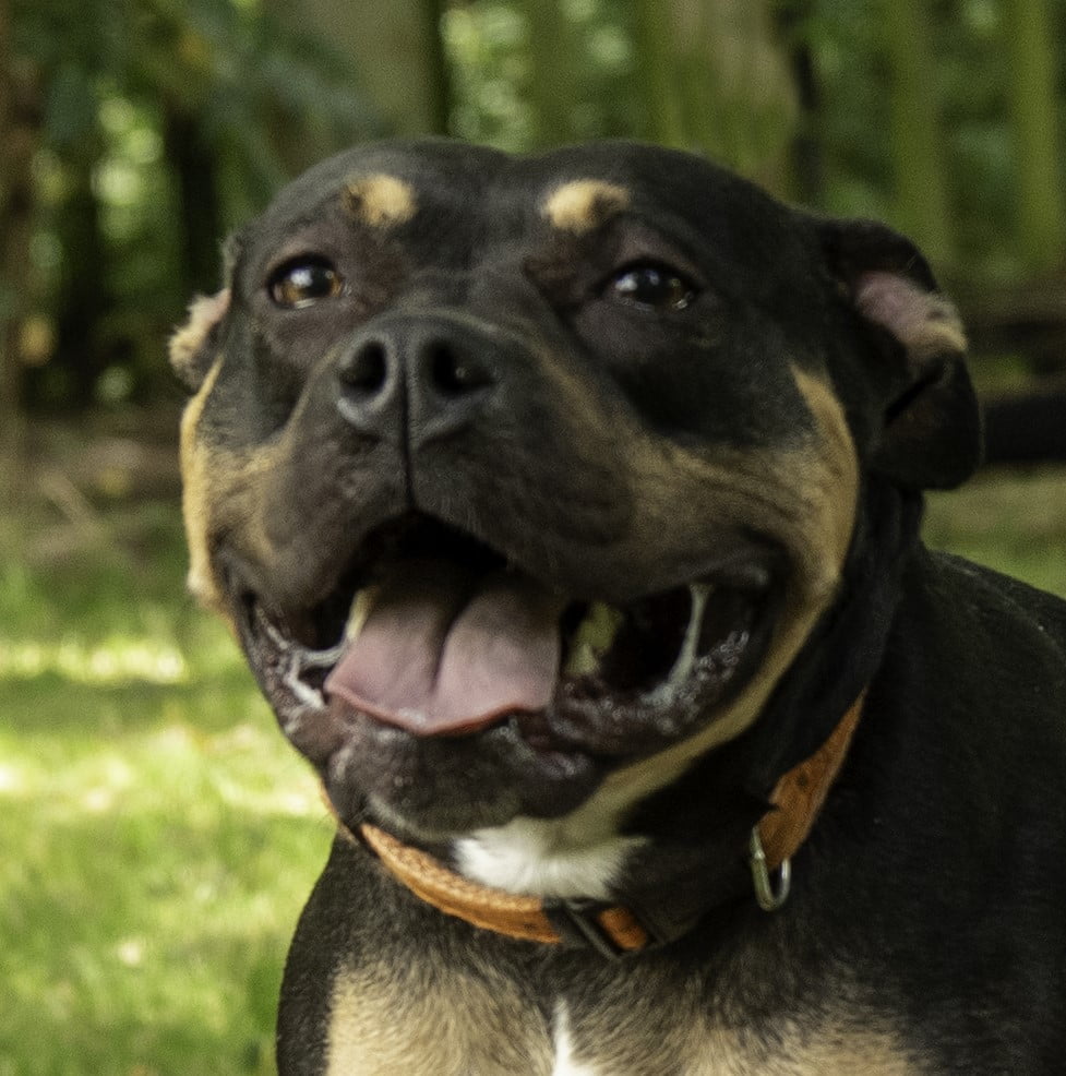 Online Form - Adoption - Manchester & Cheshire Dogs Home