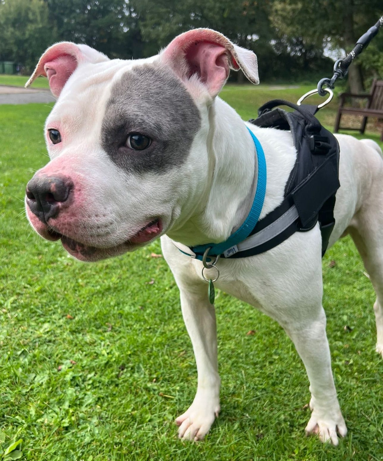 Colt - Manchester & Cheshire Dogs Home