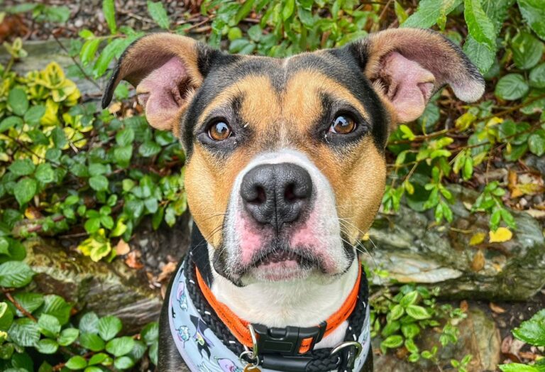 Dogs for Adoption - Manchester & Cheshire Dogs Home