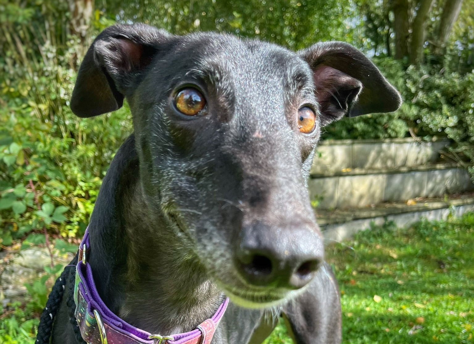 Kem - Manchester & Cheshire Dogs Home