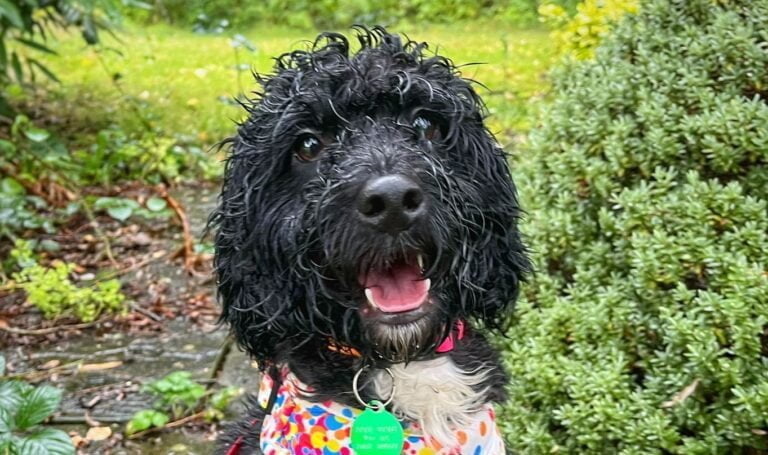 Dogs for Adoption - Manchester & Cheshire Dogs Home