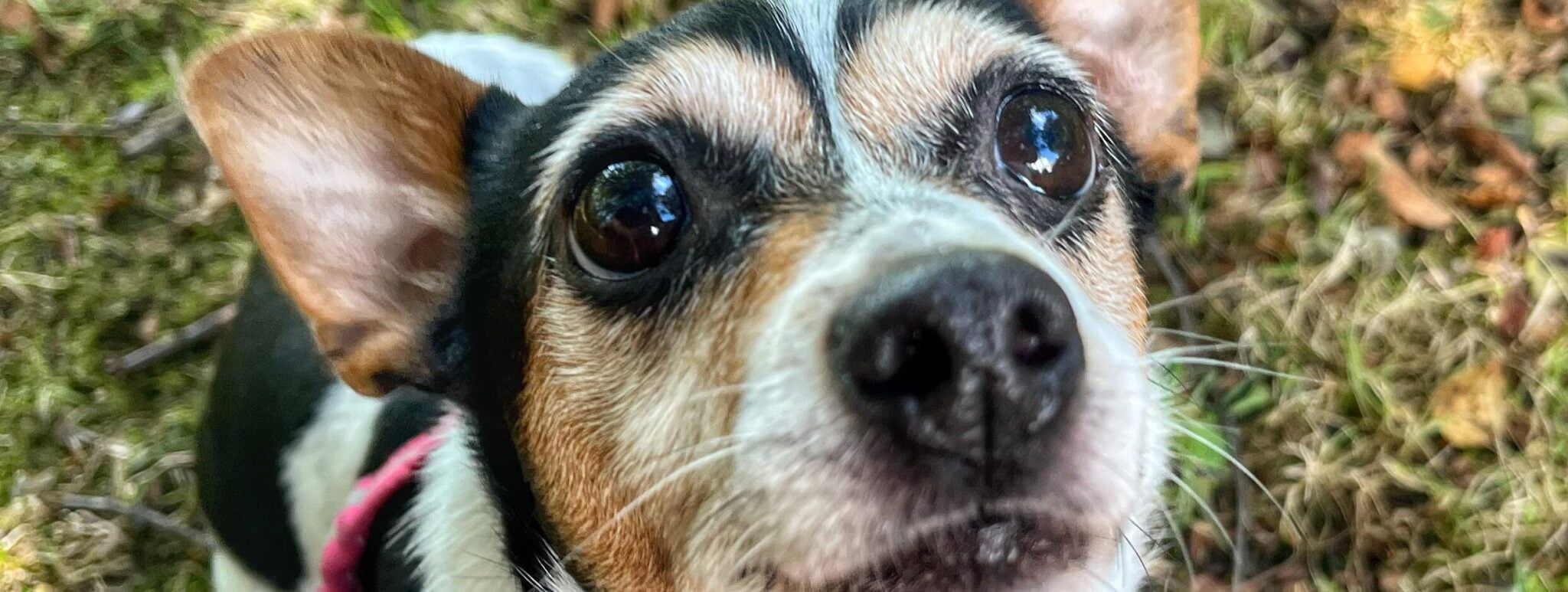 Polly - Manchester & Cheshire Dogs Home