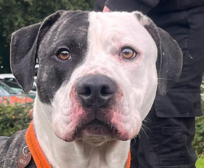 Reggie - Manchester & Cheshire Dogs Home