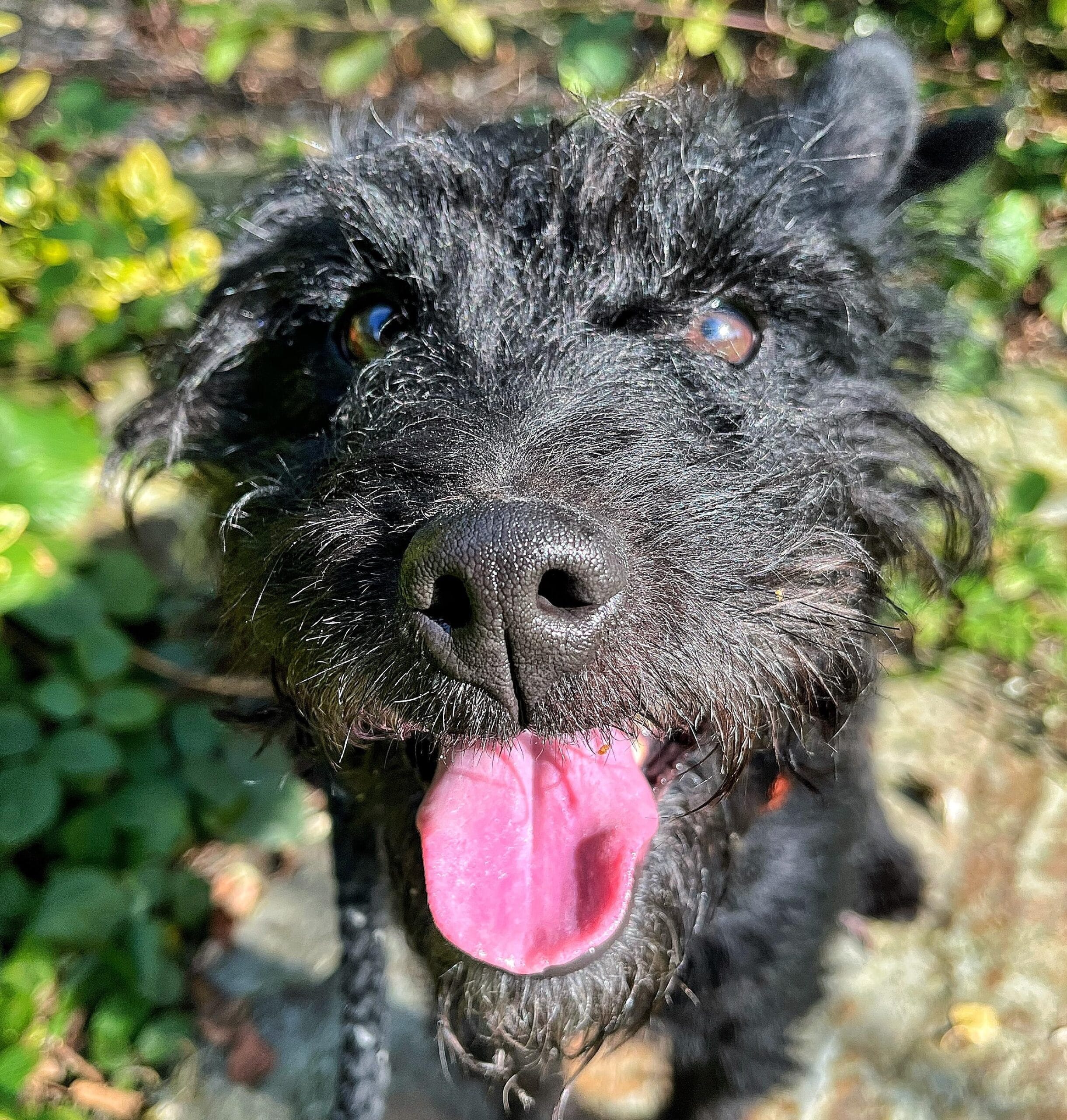 Louie - Manchester & Cheshire Dogs Home