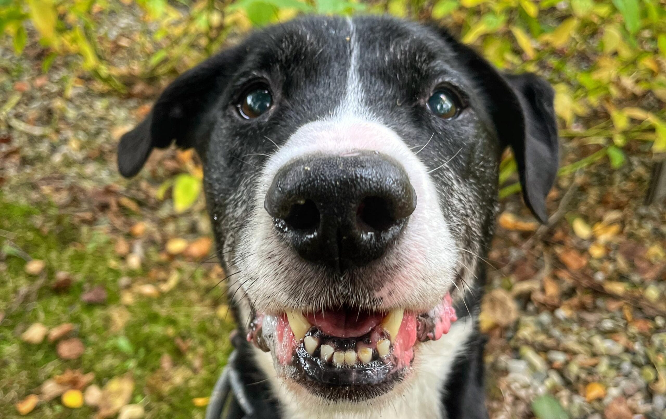 Domino - Manchester & Cheshire Dogs Home