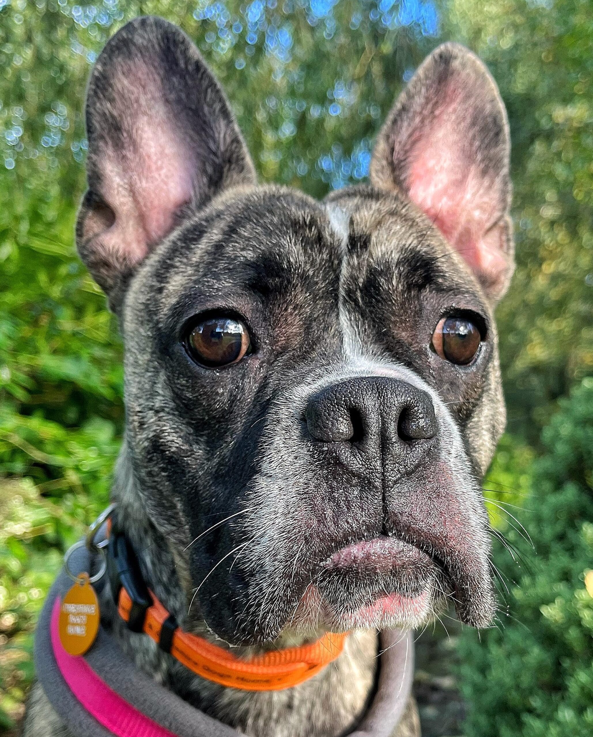 Daphne - Manchester & Cheshire Dogs Home