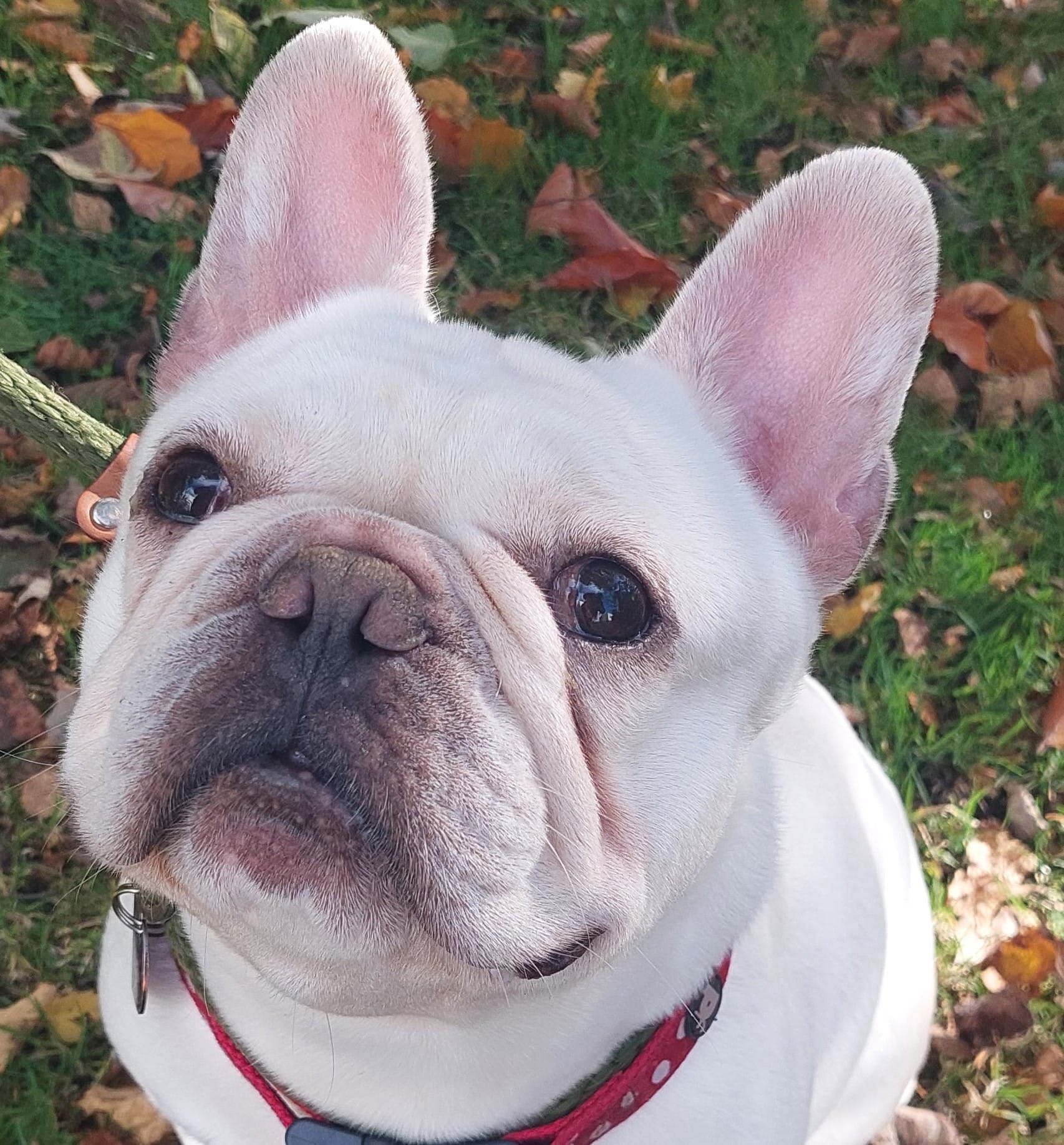 Ronnie - Manchester & Cheshire Dogs Home