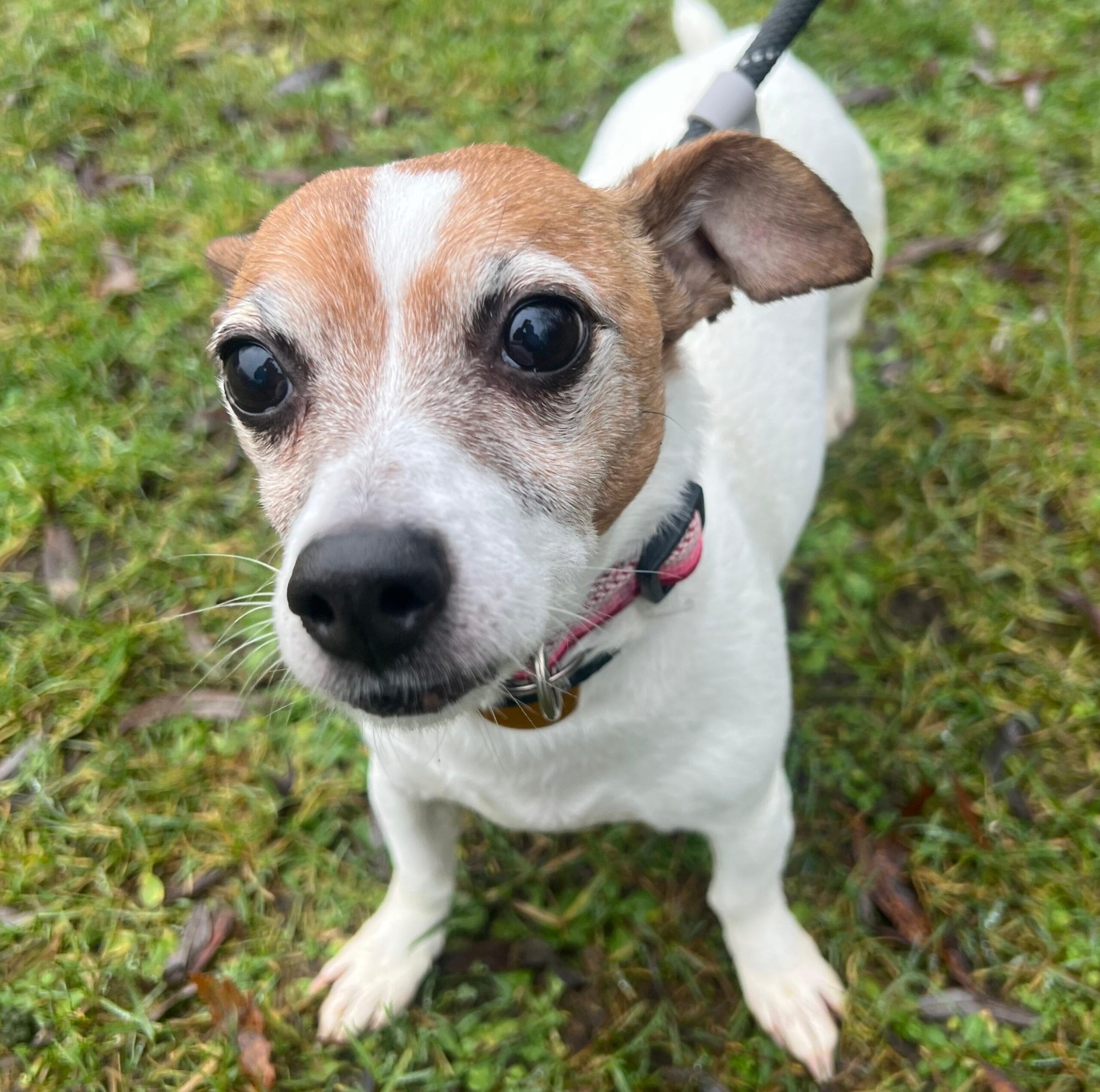 Mai - Manchester & Cheshire Dogs Home