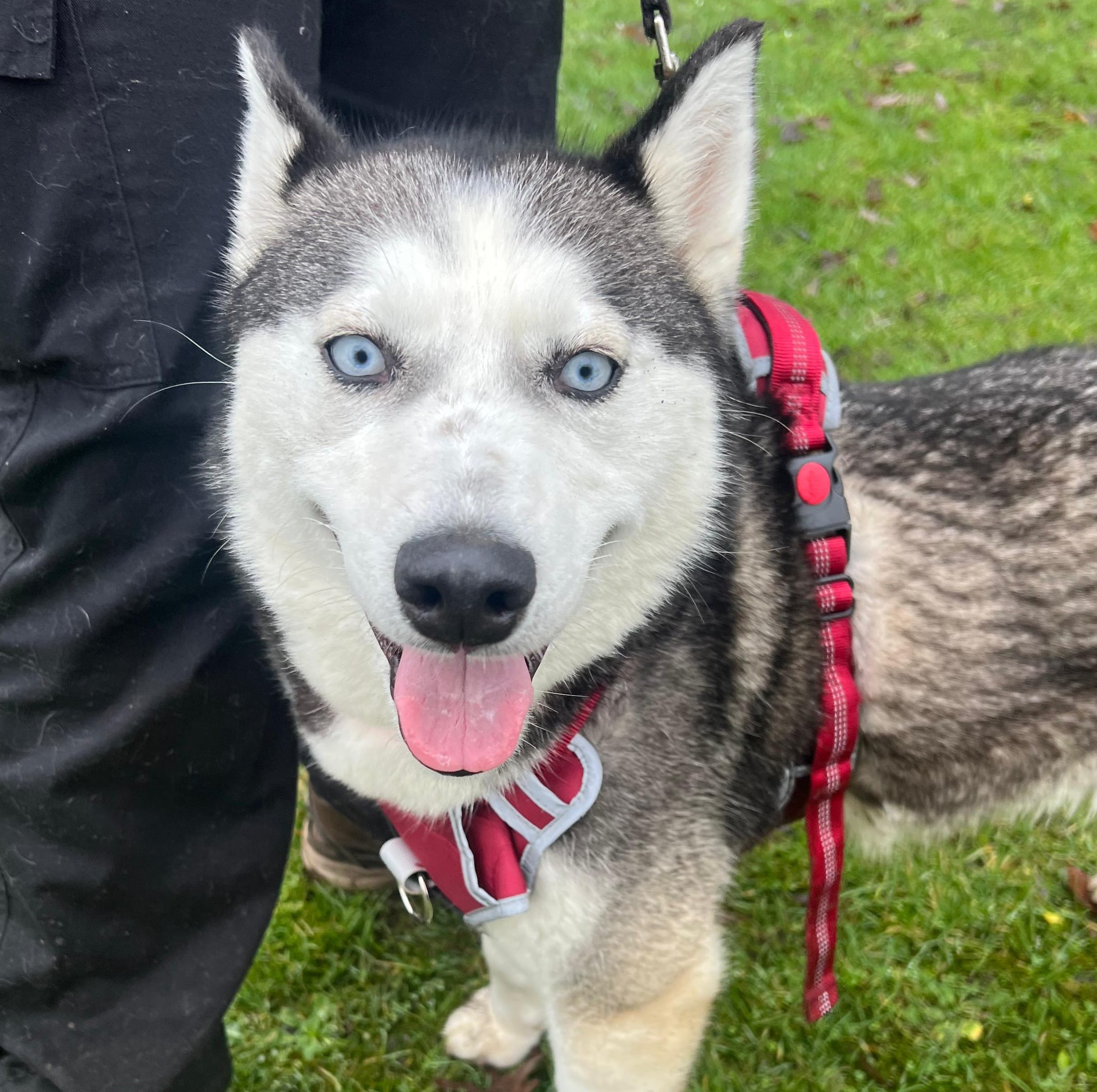 Dacoda - Manchester & Cheshire Dogs Home