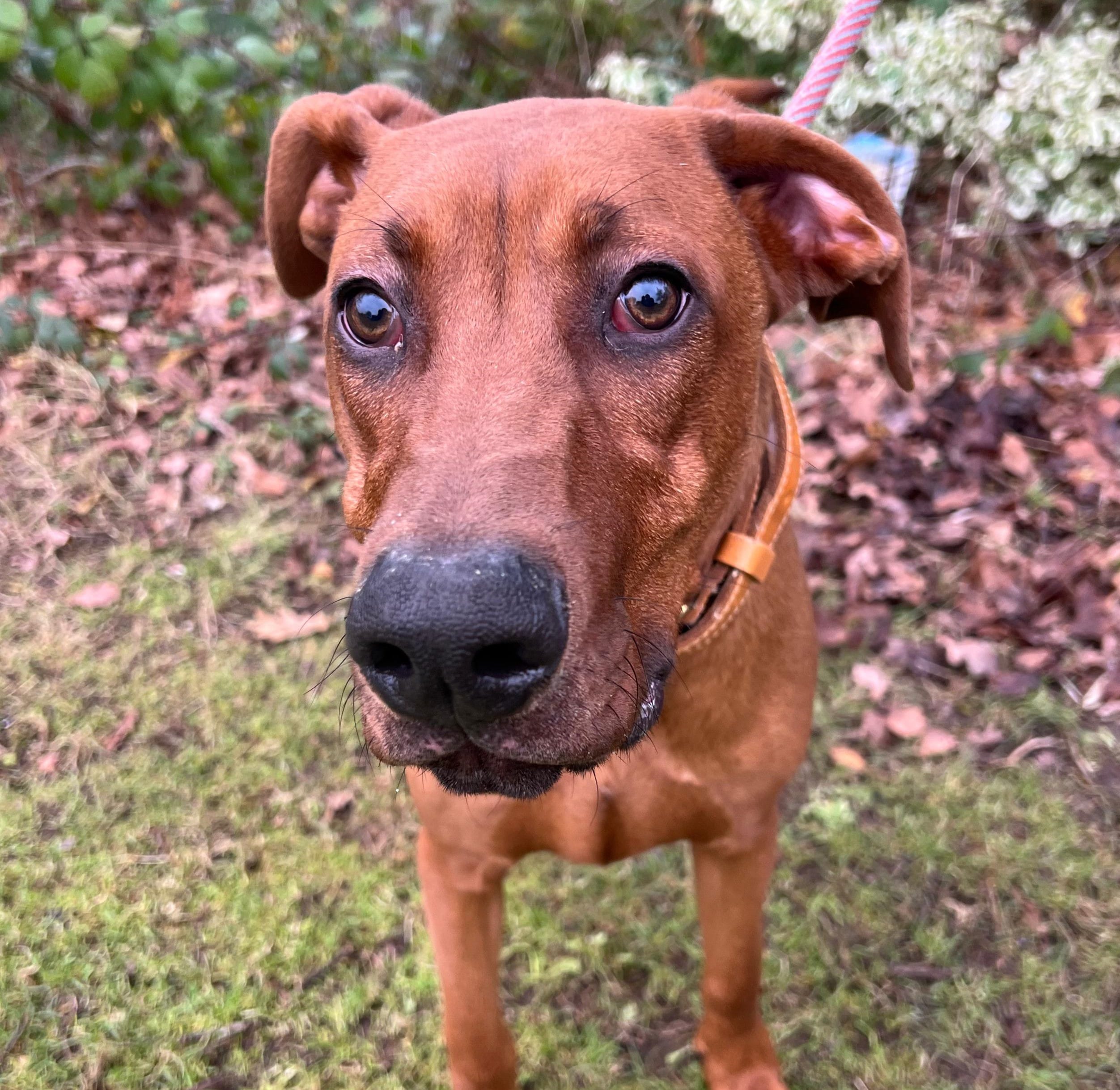 Jax - Manchester & Cheshire Dogs Home