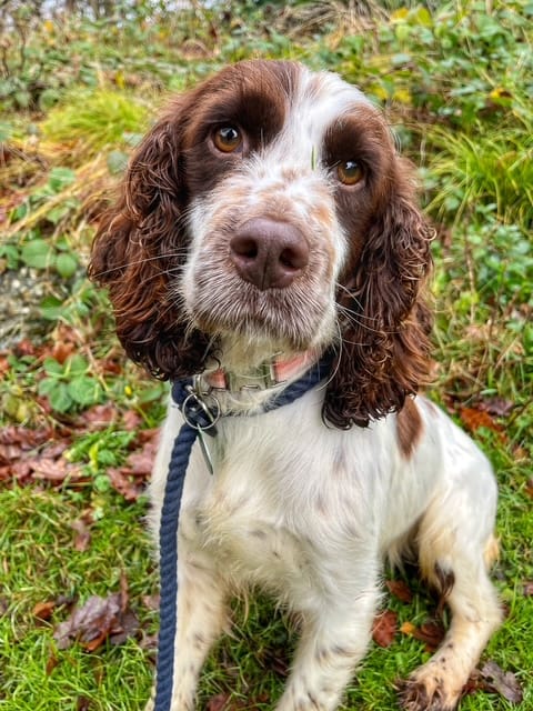 Myrtle - Manchester & Cheshire Dogs Home