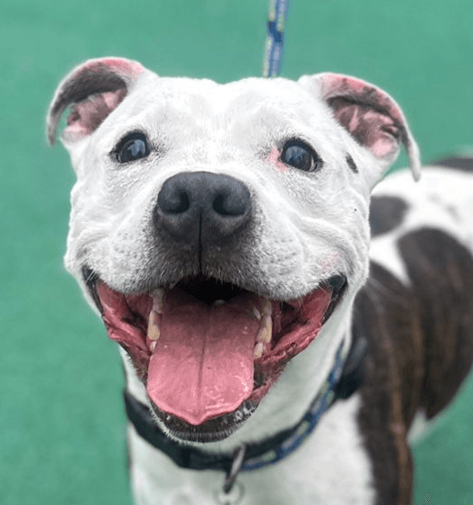 Reggie - Manchester & Cheshire Dogs Home