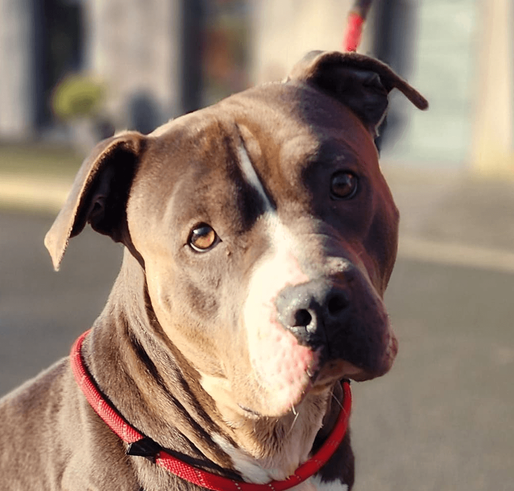 Juniper - Manchester & Cheshire Dogs Home