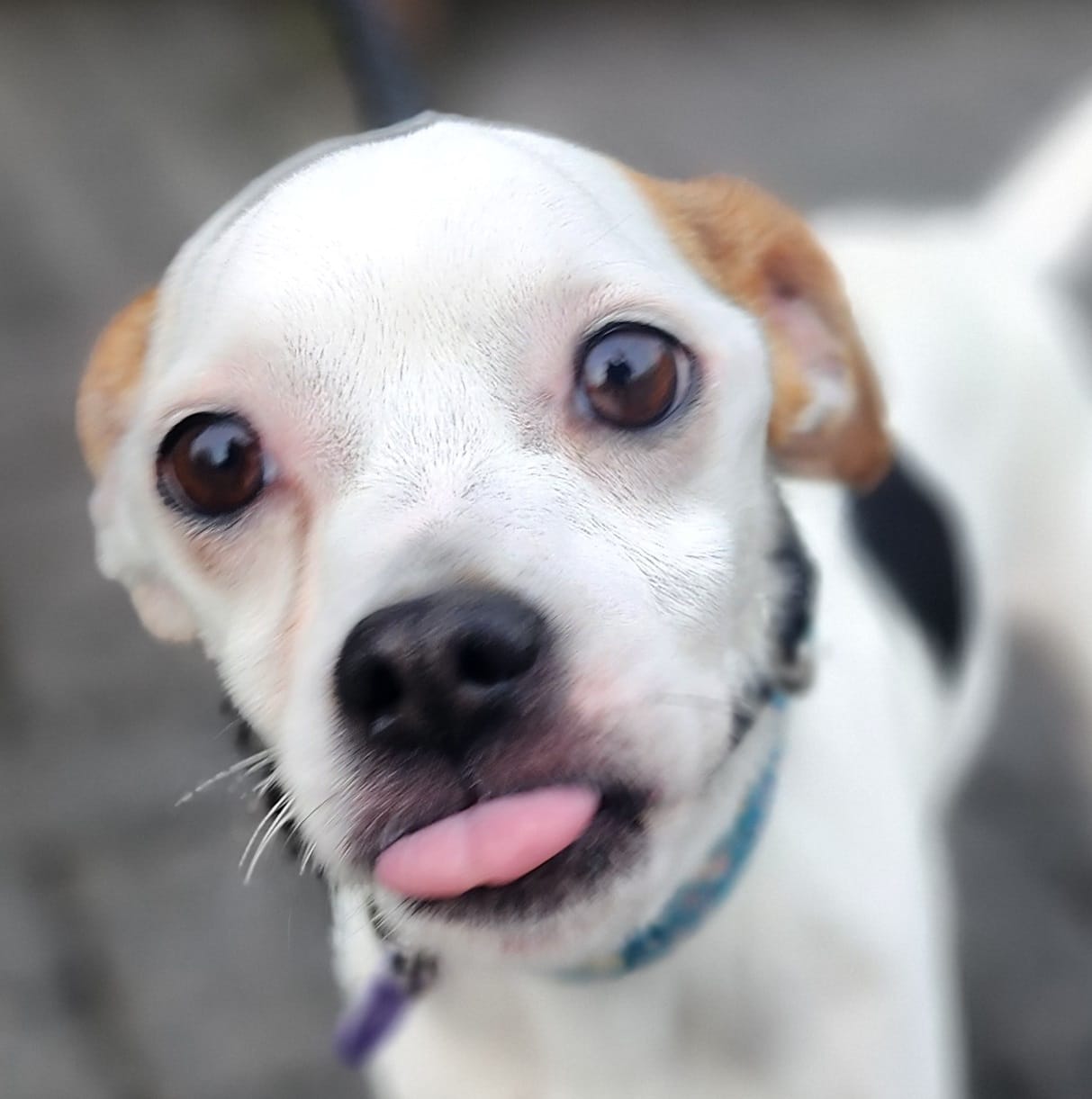 Milo - Manchester & Cheshire Dogs Home