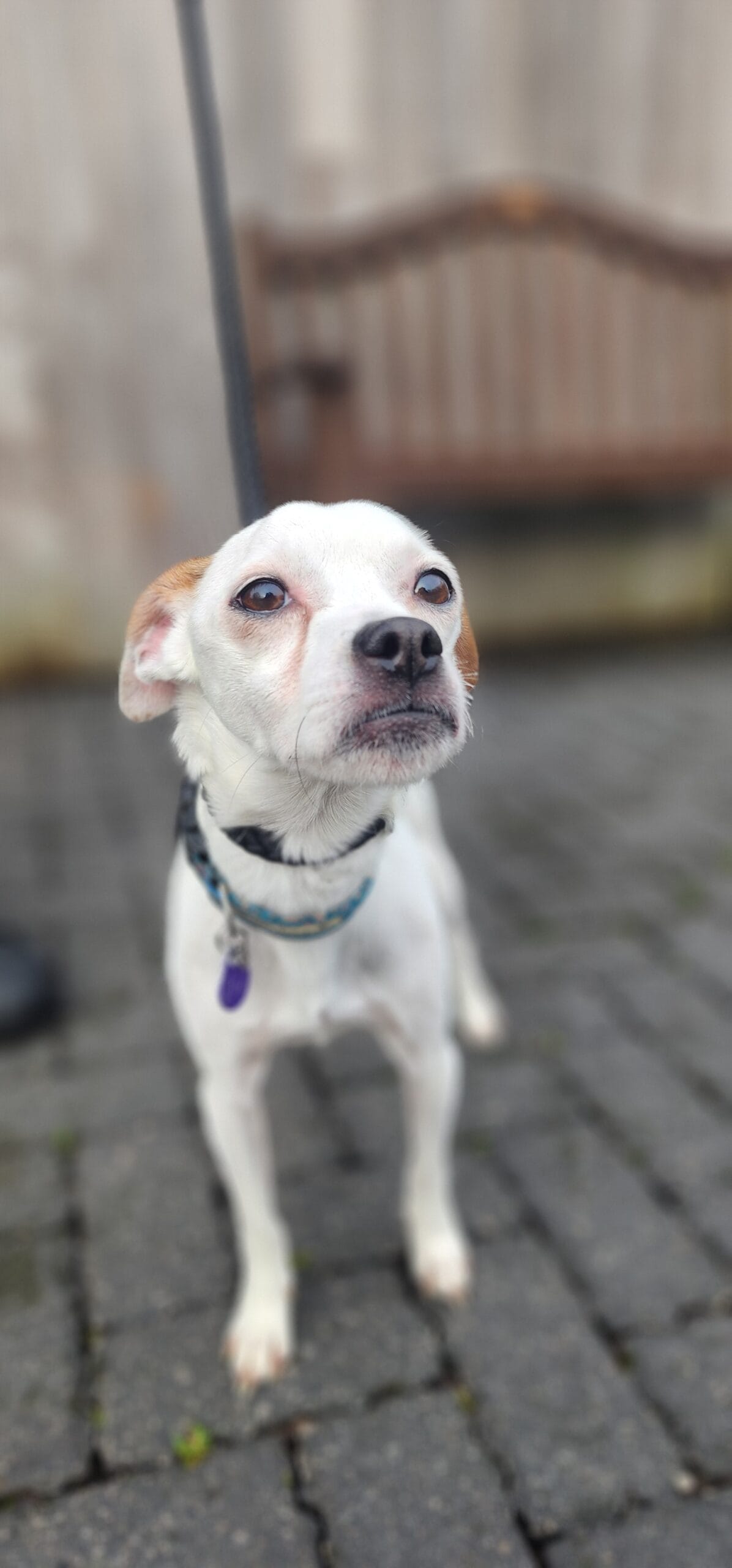 Milo - Manchester & Cheshire Dogs Home