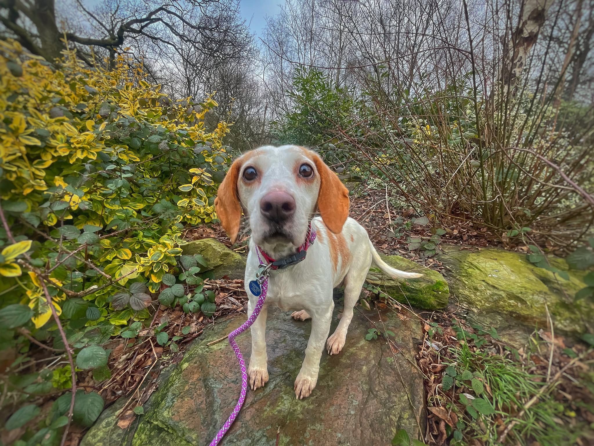 Claire - Manchester & Cheshire Dogs Home