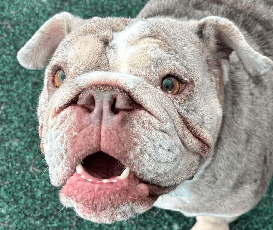 Delilah - Manchester & Cheshire Dogs Home