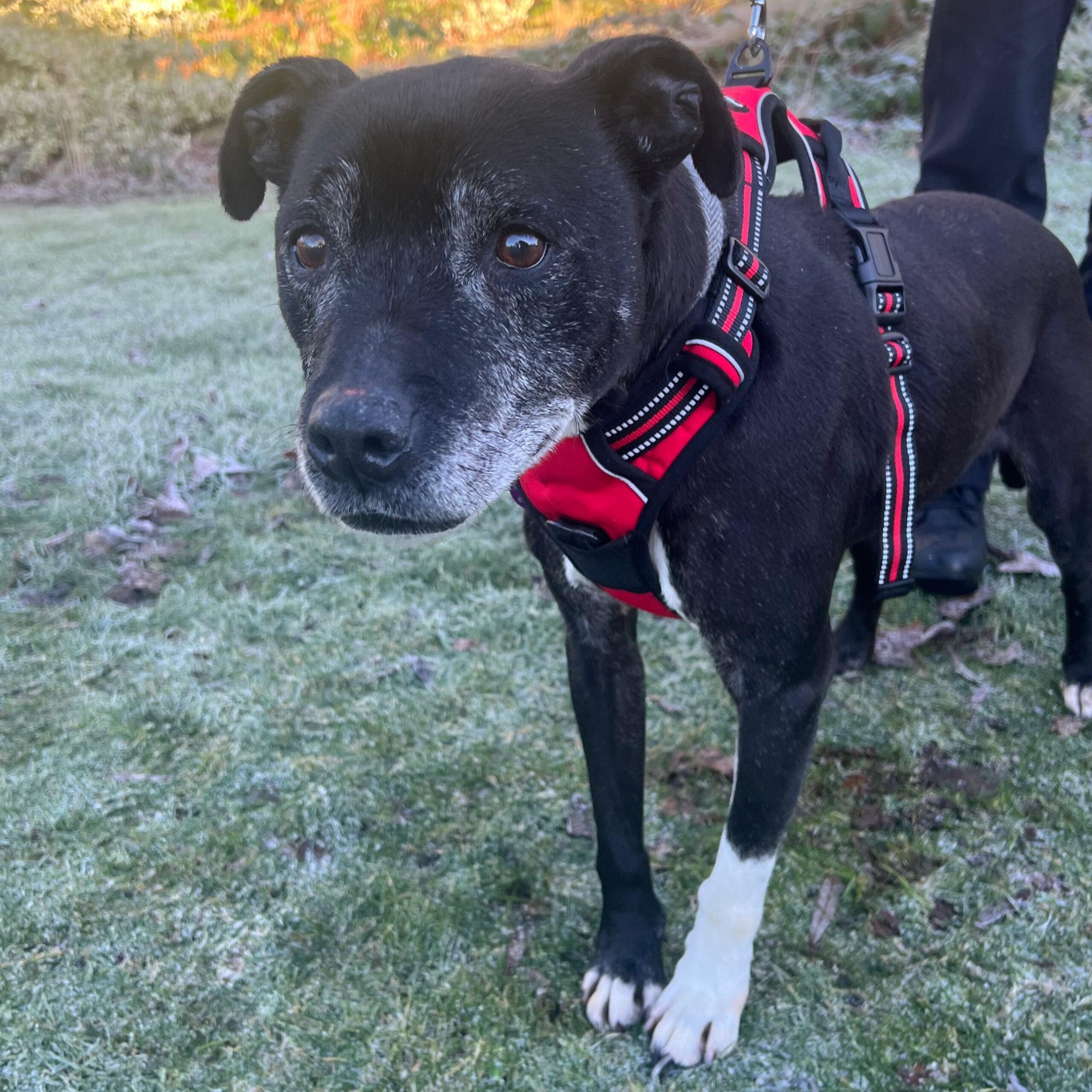 Ty - Manchester & Cheshire Dogs Home