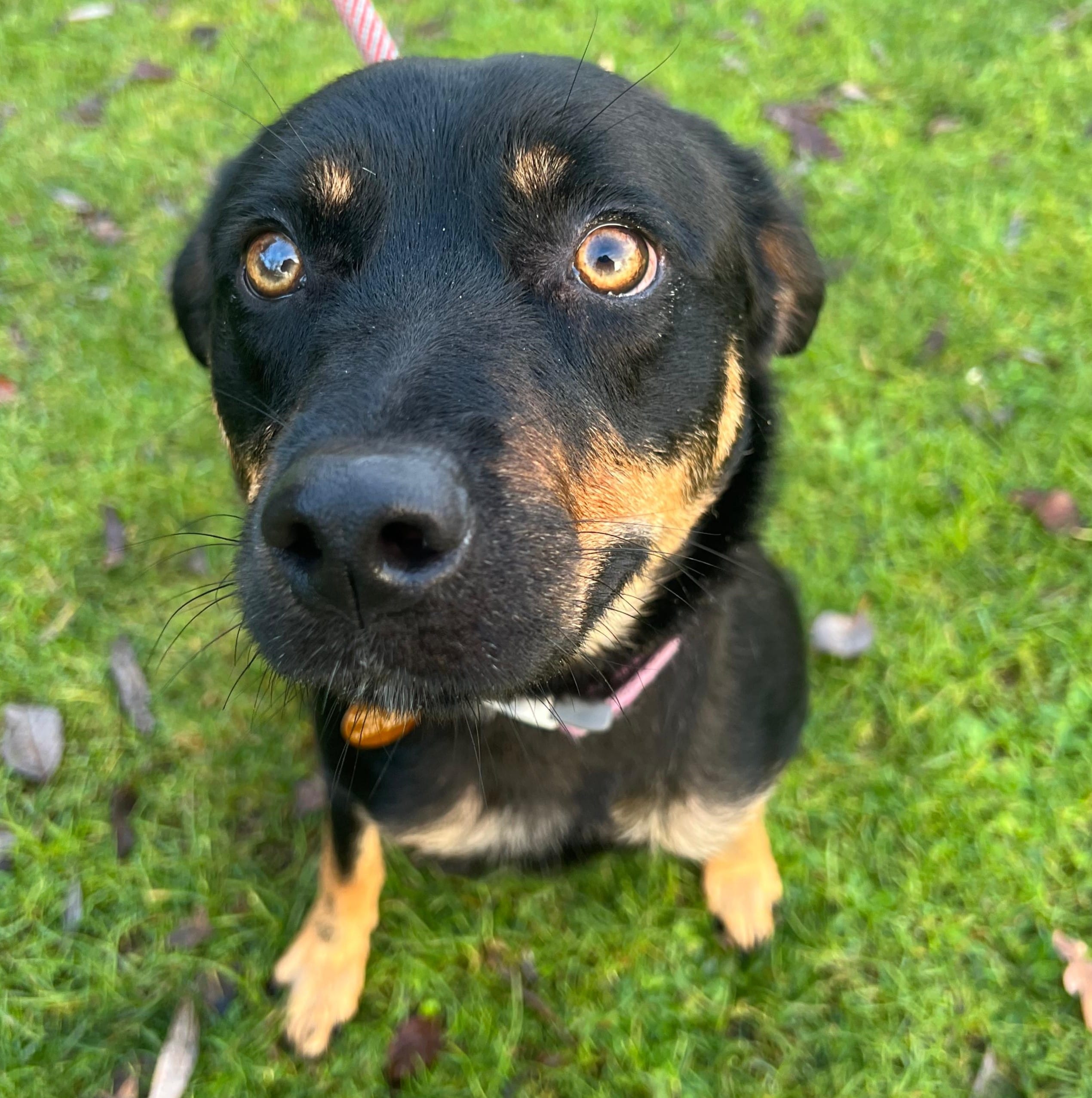 Misty - Manchester & Cheshire Dogs Home