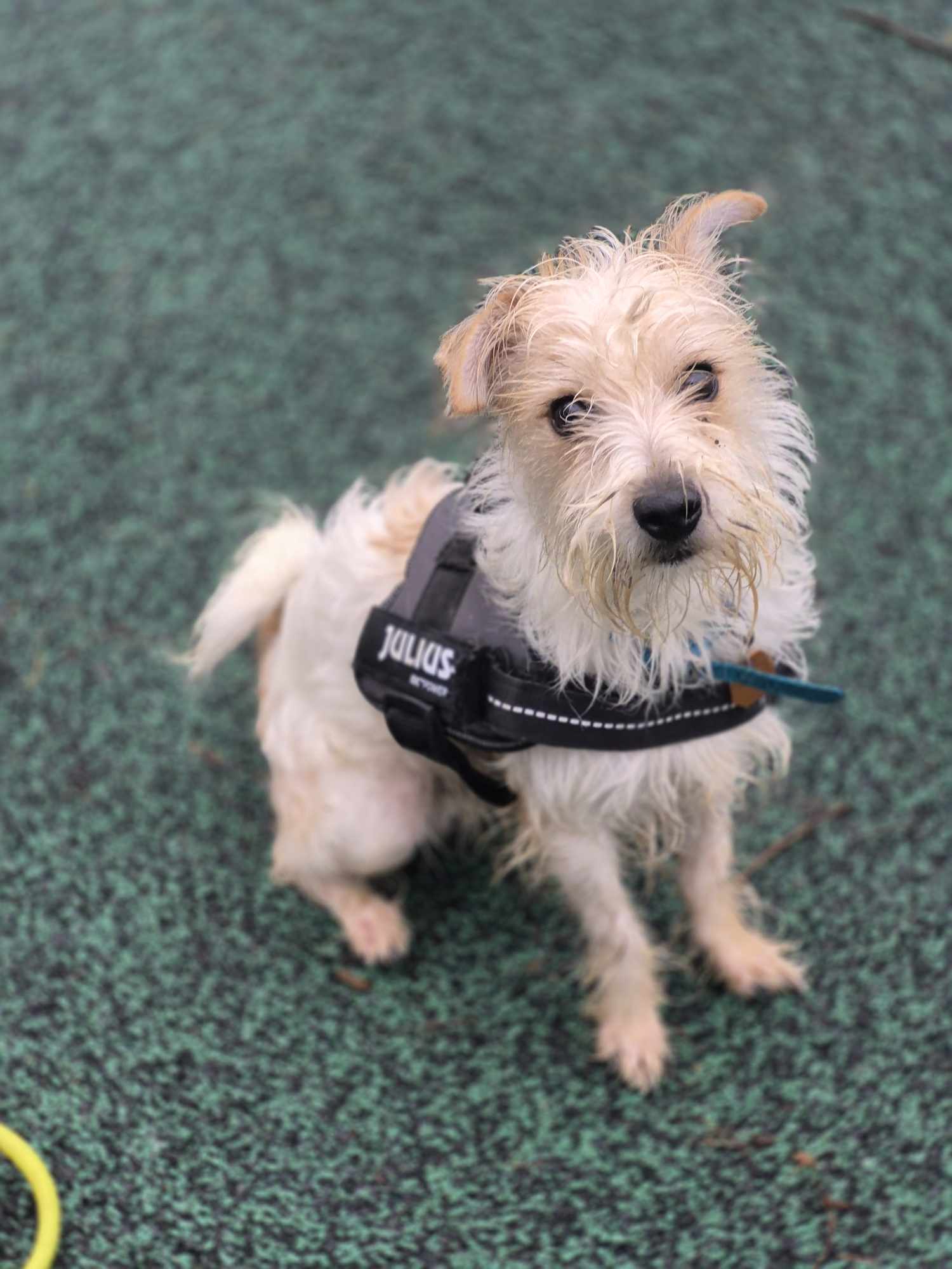 Tiny - Manchester & Cheshire Dogs Home